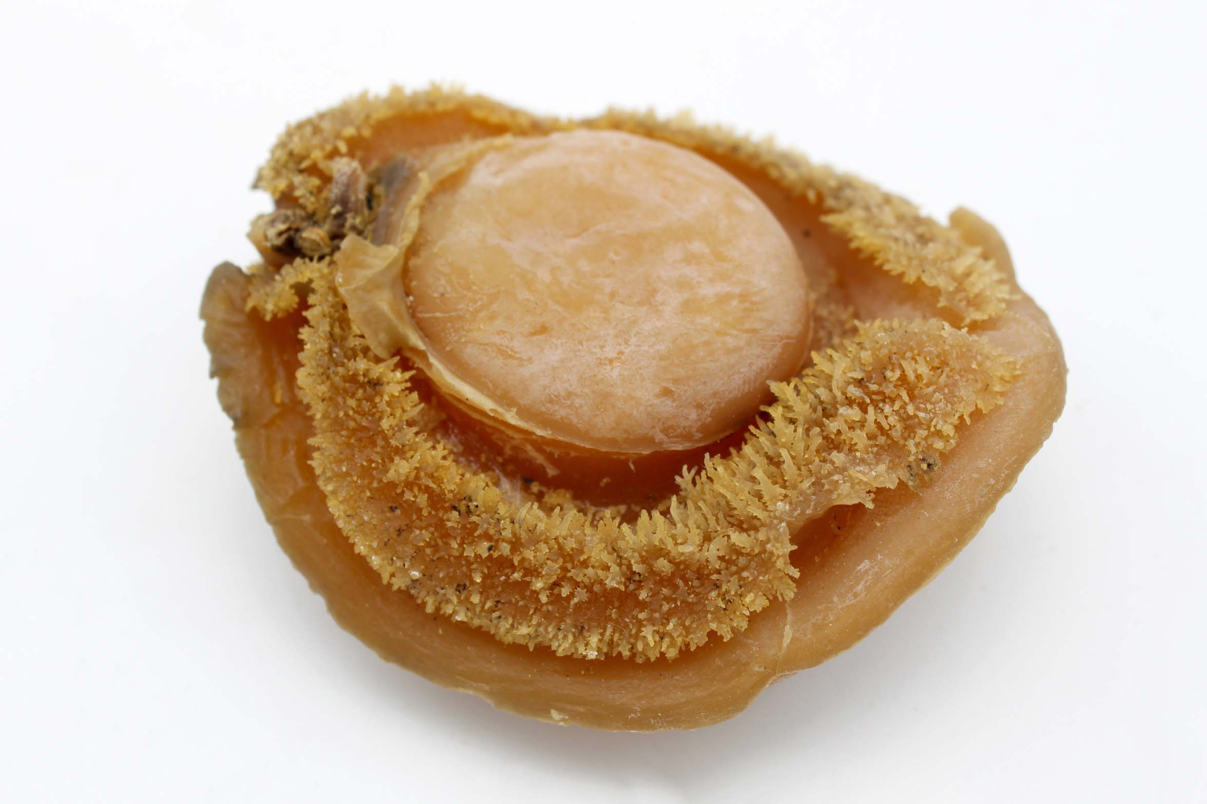 How Much Is Abalone In South Africa at Rachel Fairweather blog